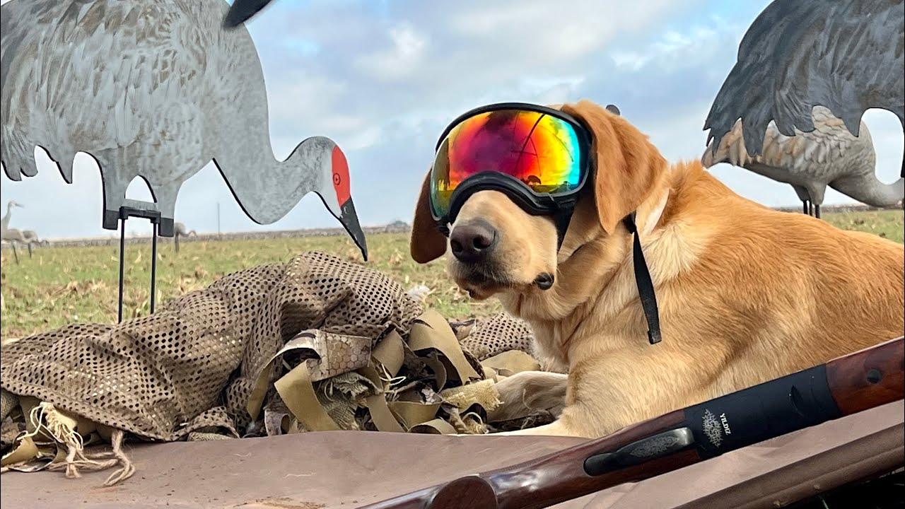 Texas Crane Hunt - YouTube