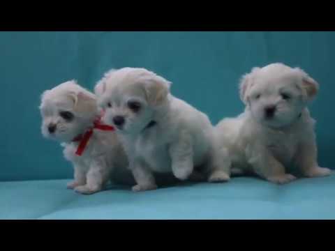 Orijinal Maltese Terrier Yavruları - Kanka Köpek