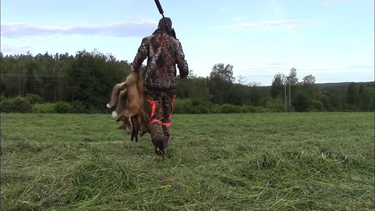 Revejakt Del 4, Fox hunt, predator calling, rävjakt, Lokkejakt på rev ...