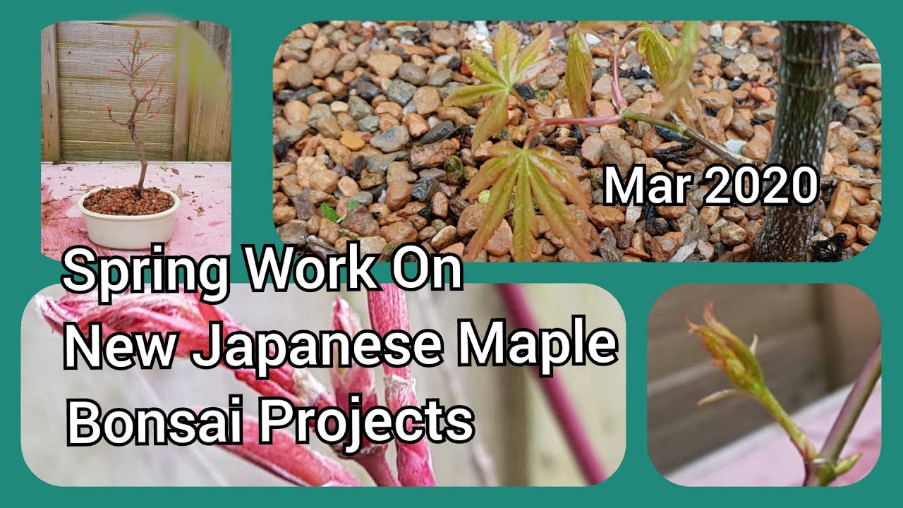 Spring Work On New Japanese Maple Projects Mar 2020 - YouTube