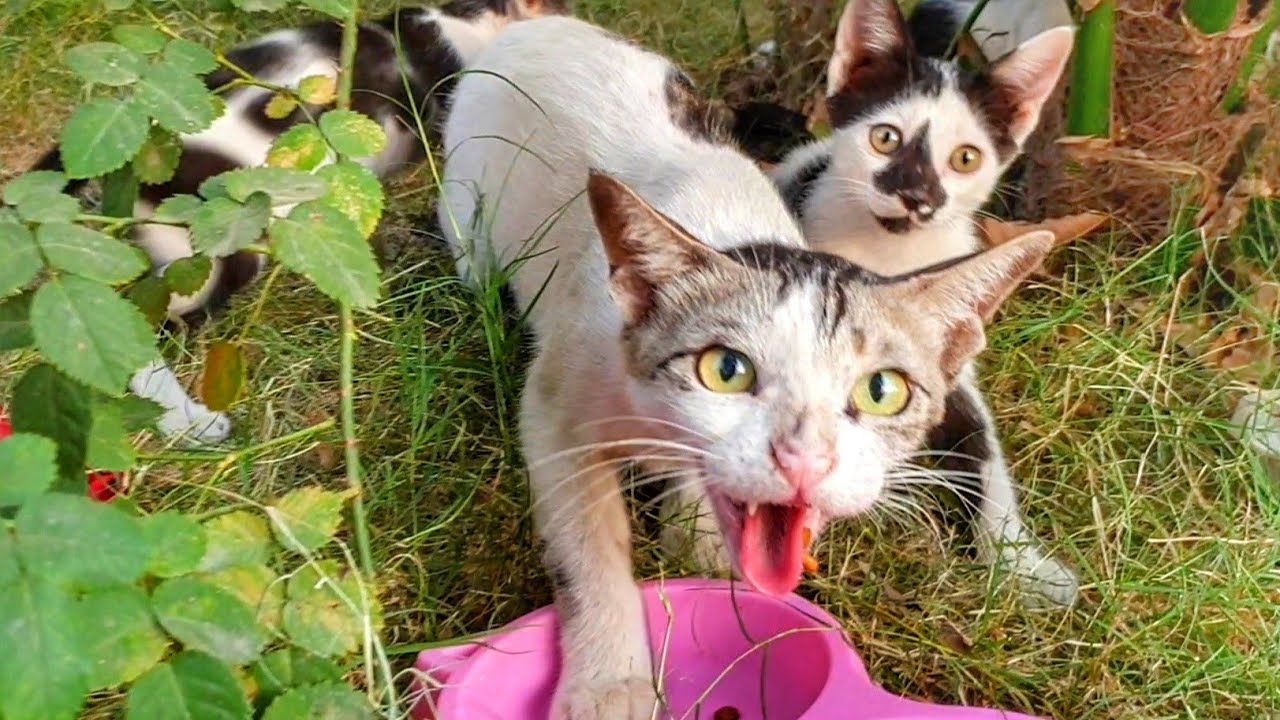Homeless starving kittens living on the street with their mother want ...