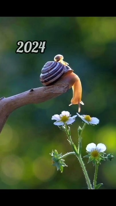 2024 Snail and 5000bce Snail || Past animals ||#shorts #Trend #trend # ...