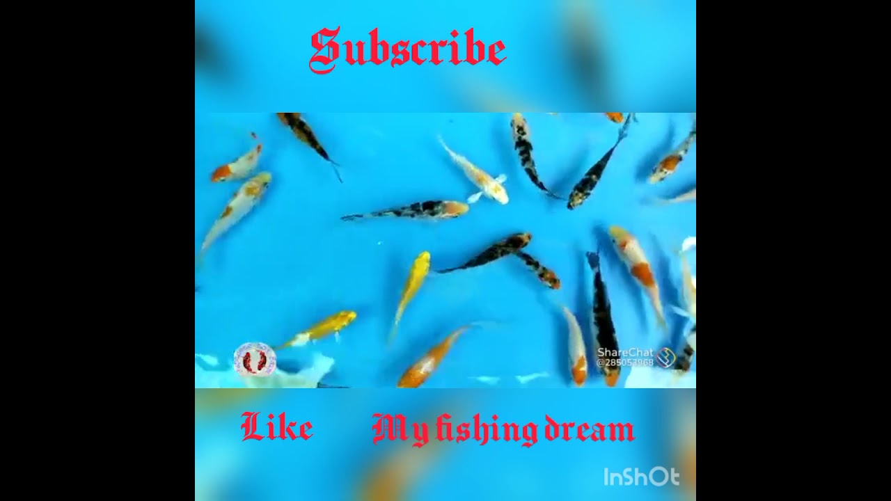 Koi kar fish my favourite fish my fishing dream ️😊😊😊 - YouTube