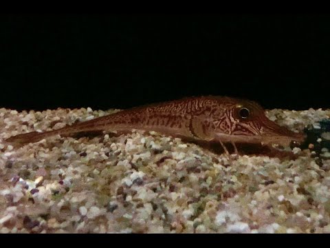 キホウボウ（キホウボウ属） Armored sea robin Peristedion orientale - YouTube