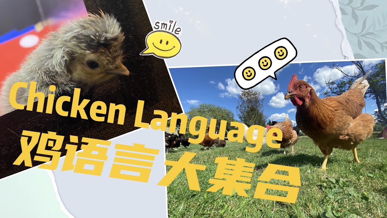 【Eng Sub】大鸡小鸡的各种语言！如何通过语言和肢体知道小鸡在说什么？Chicks and chickens Language！What ...