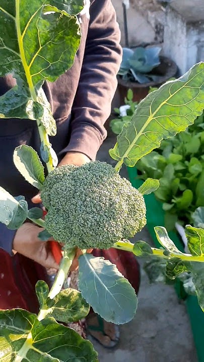 Broccoli bliss on the terrace 🥦🥦 #shorts - YouTube