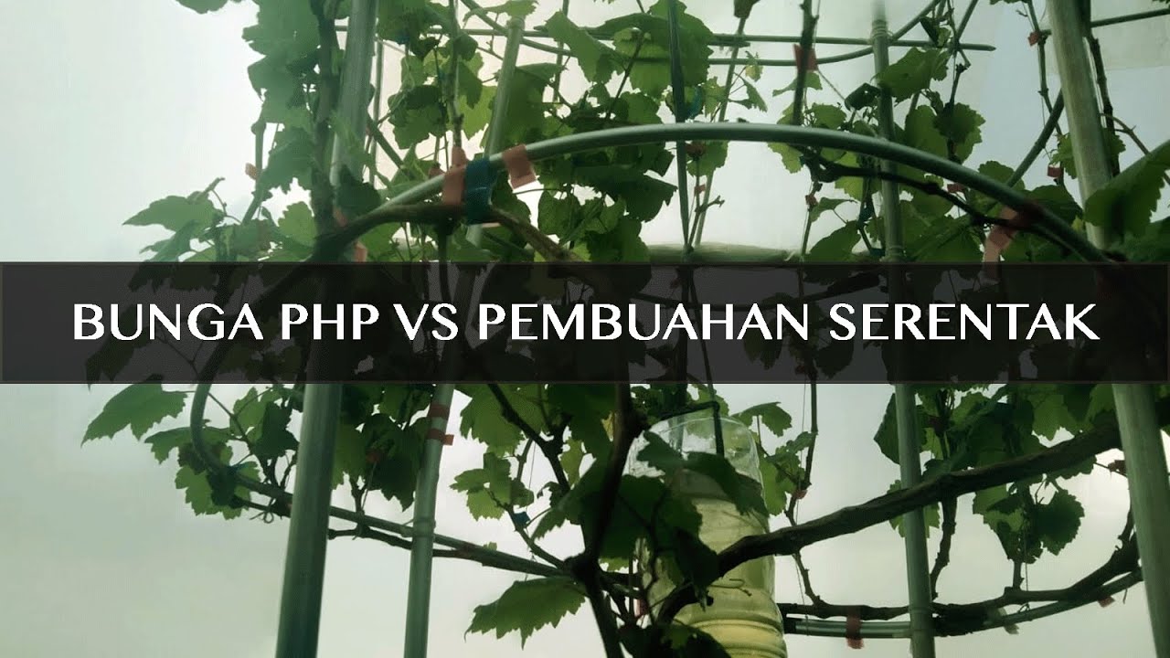 EPS 7 : BUNGA PHP VS PEMBUAHAN SERENTAK - YouTube