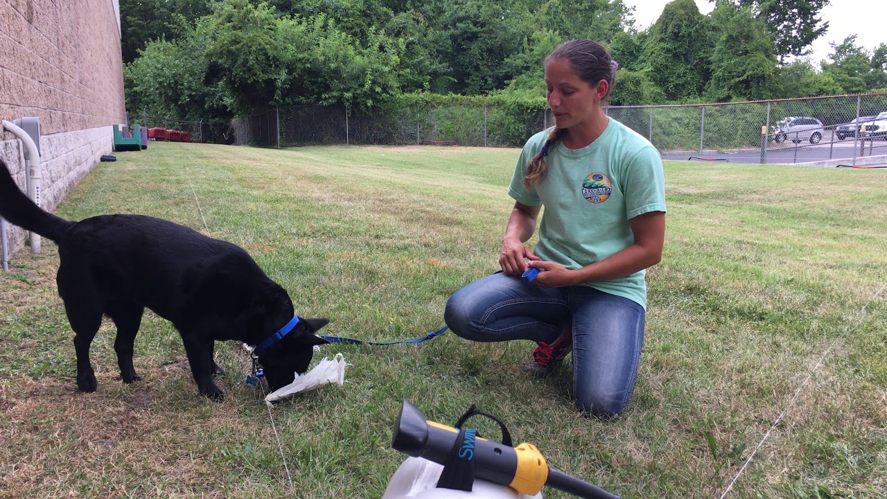 Dog Luring What is it - YouTube