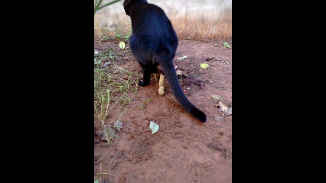 Gato cagando - YouTube