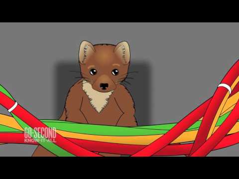 The day a weasel wrecked the $9bn Supercollider: 60-Second Know-It-All