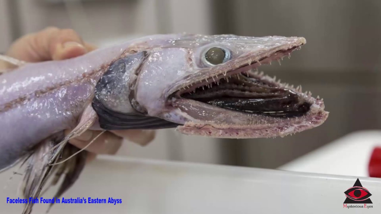 Faceless Fish Found in Australia’s Eastern Abyss - YouTube