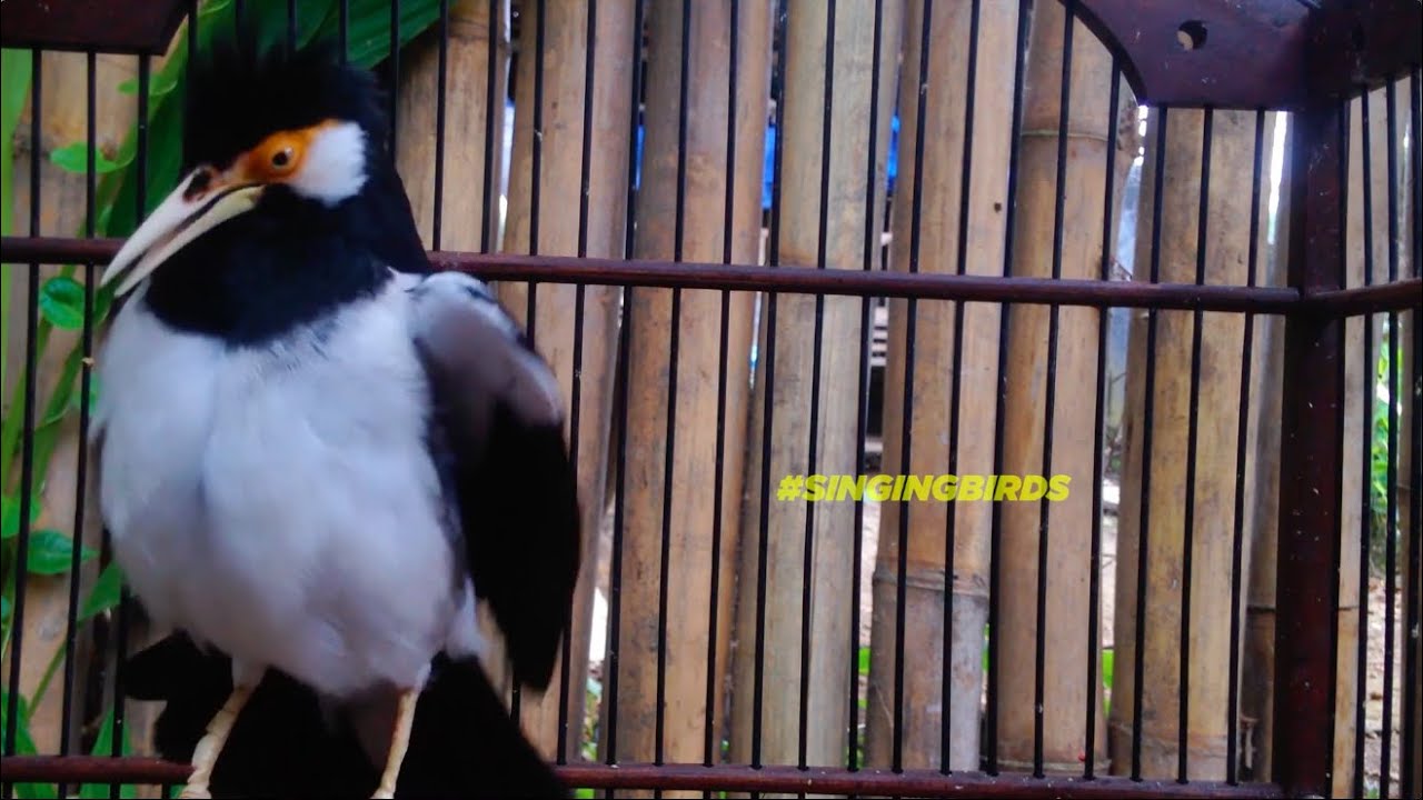 Common pied myna bird song /Indian maina sound /mynah singing - YouTube