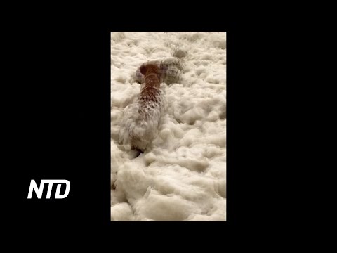 Dogs Run Through Sea Foam Created by Storm Babet Off British Coast