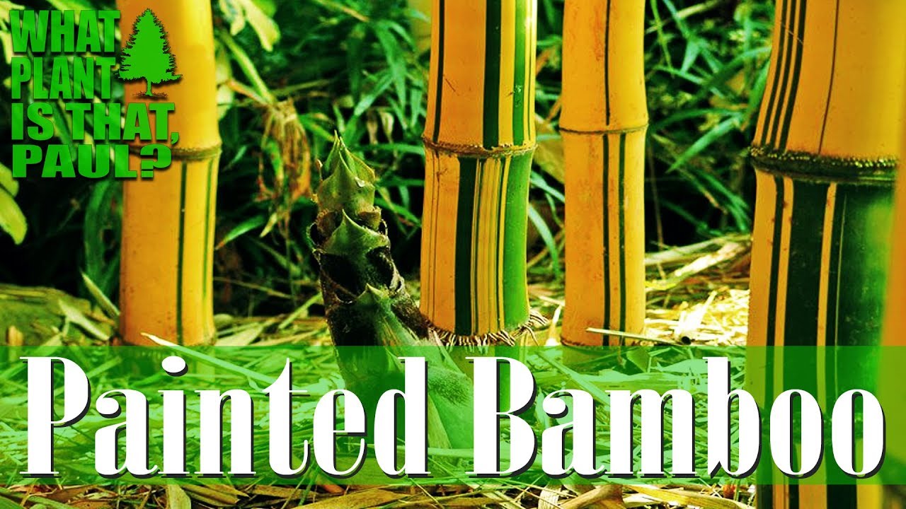 Painted Bamboo ( Bambusa vulgaris 'Vittata') - is a giant tropical and ...