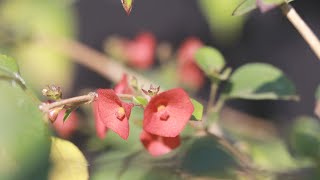 Holmskioldia sanguinea grow and care, the chinese hat plant, saucer plant ,red hat plnat