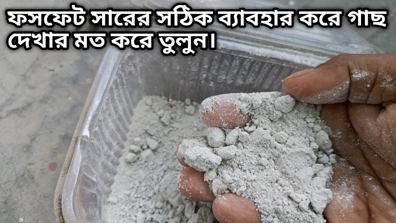ফসফেট সারের সঠিক ব্যাবহার করে গাছ দেখার মত করে তুলুন | use phosphate ...