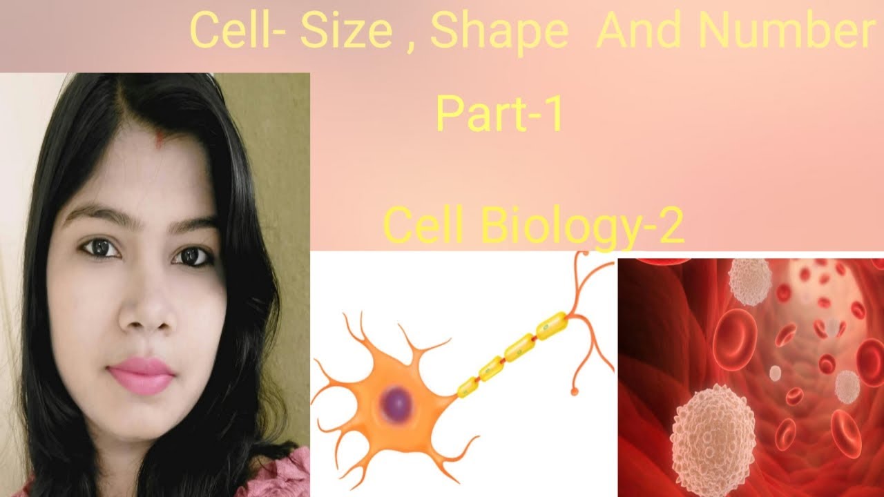 Cell- Shape , Size and Number - YouTube