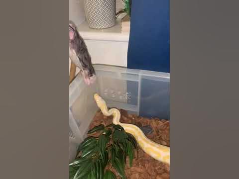 Beautiful Albino ball python striking and eating - YouTube