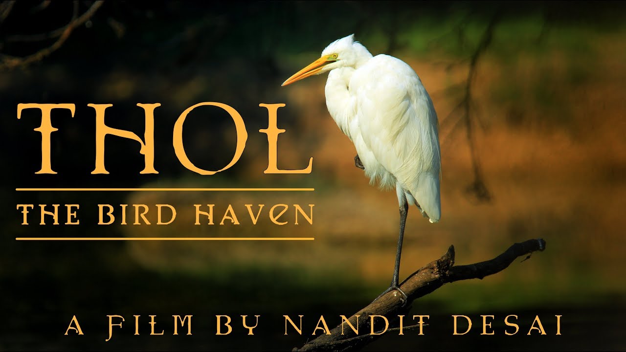 THOL: The Bird Haven | Documentary by Nandit Desai - YouTube