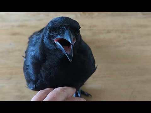 Baby Crow Is So Darn Cute - YouTube