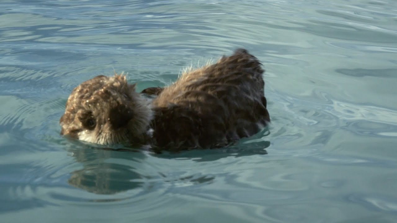 Sea otter pup is left to float alone - Alaska: Earth's Frozen Kingdom ...