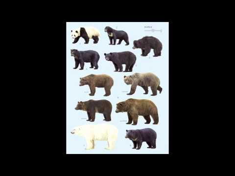 Bear Sounds 2 - YouTube