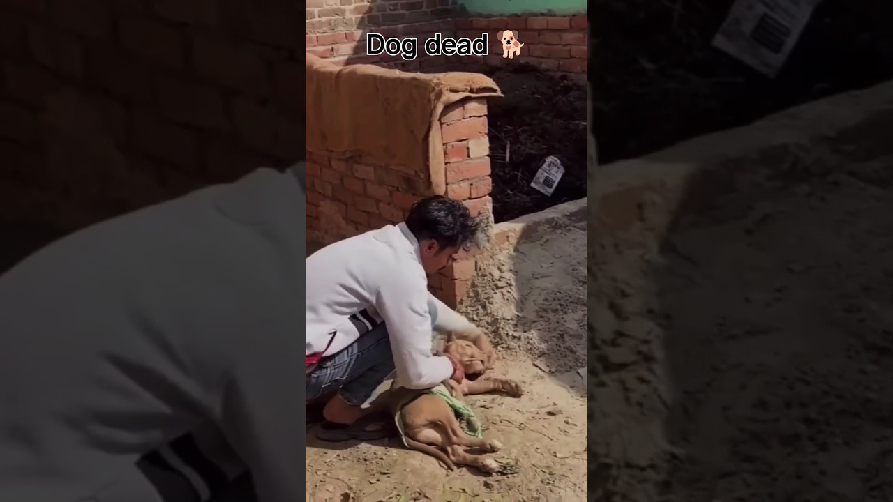 dog dead 🐕#kutta #shorts - YouTube