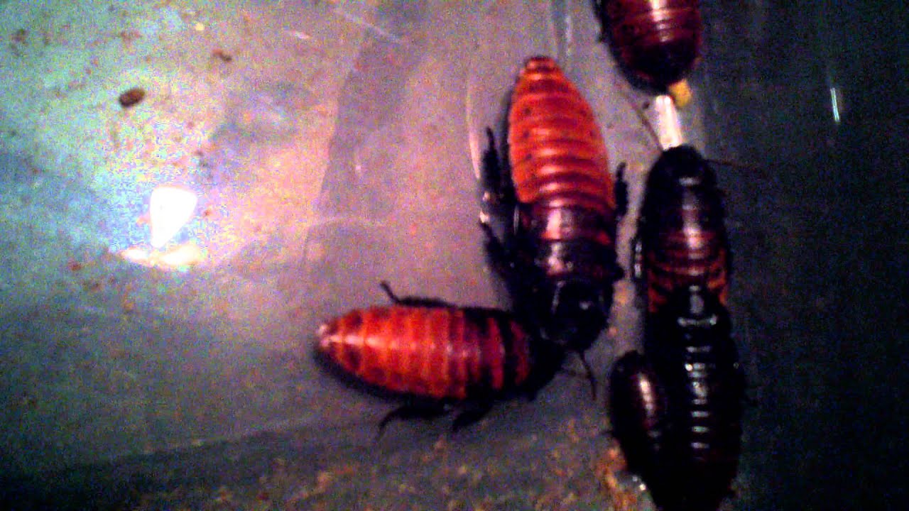 Hissing Cockroach Fight - YouTube