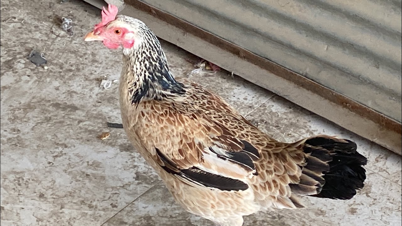 Wow so Beautiful Murga | Pakistani Animals - YouTube