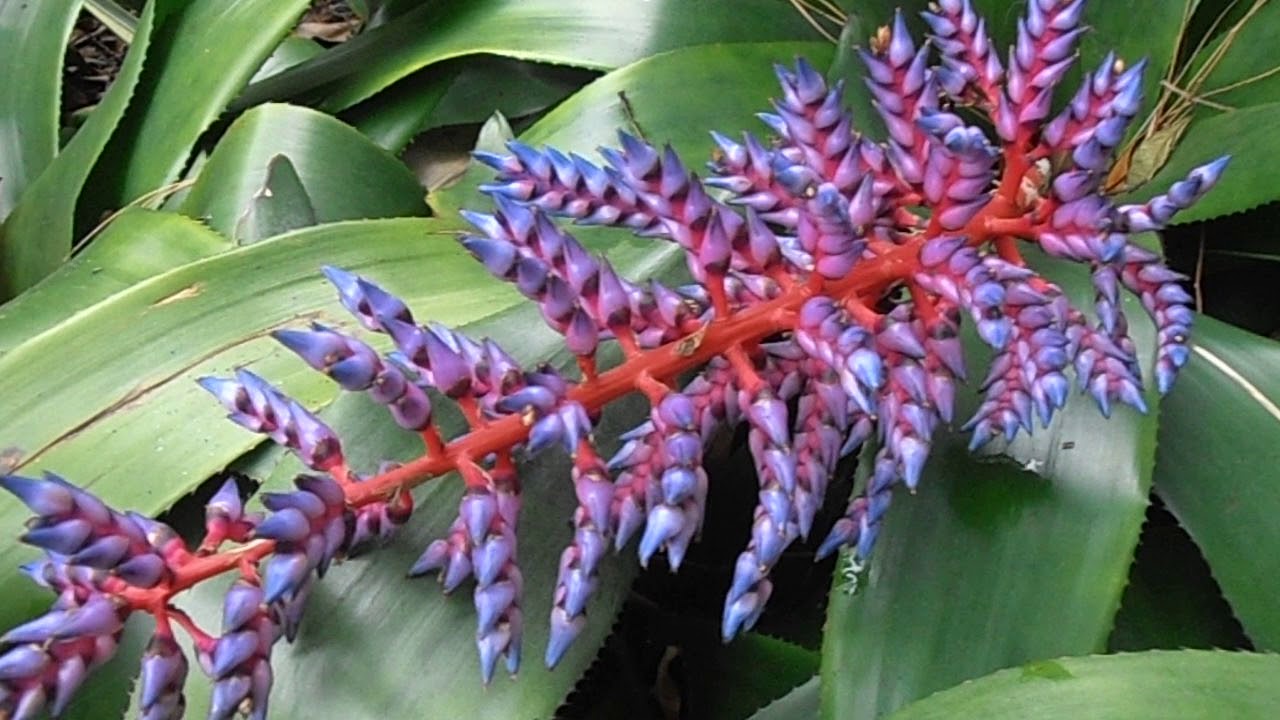 Aechmea del mar: Aechmea fendleri x Aechmea dichlamydea (www.riomoros ...