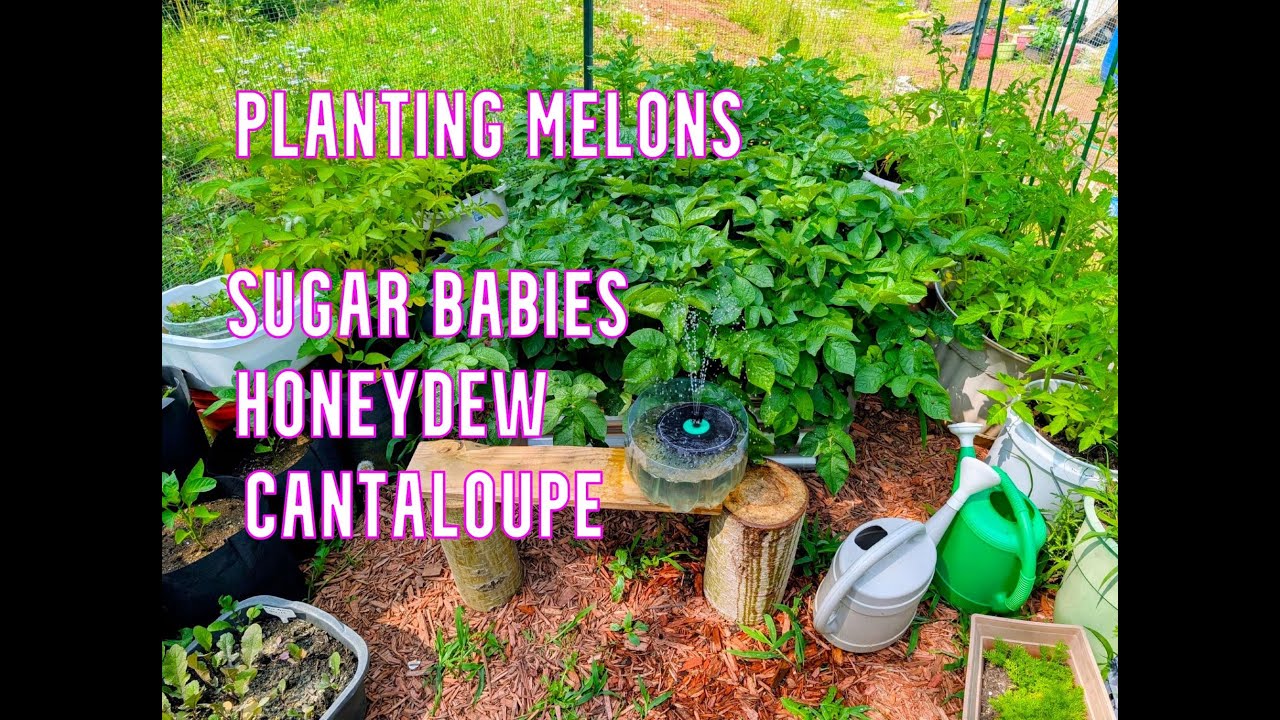 Melon Patch Preparing and planting cantaloupe, watermelon and honeydew ...