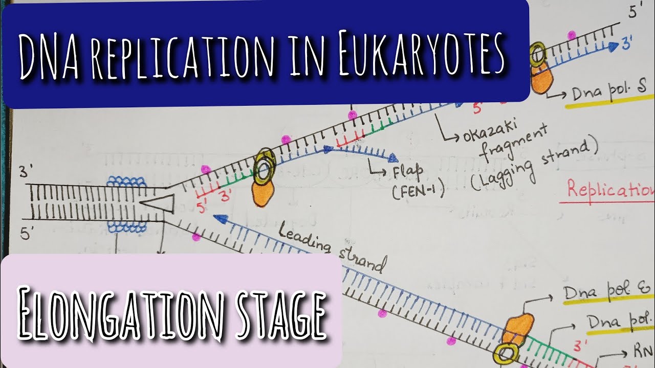 DNA replication in Eukaryotes - Elongation stage | Part 2 | life ...