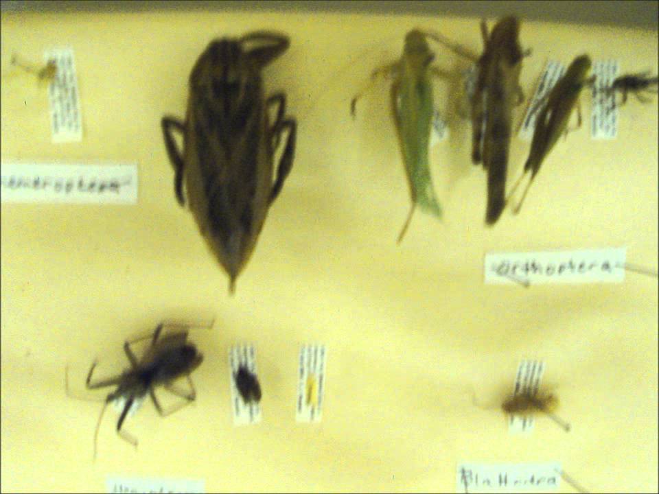 INVERTEBRATE PHYLUM & CLASS NAMES - YouTube