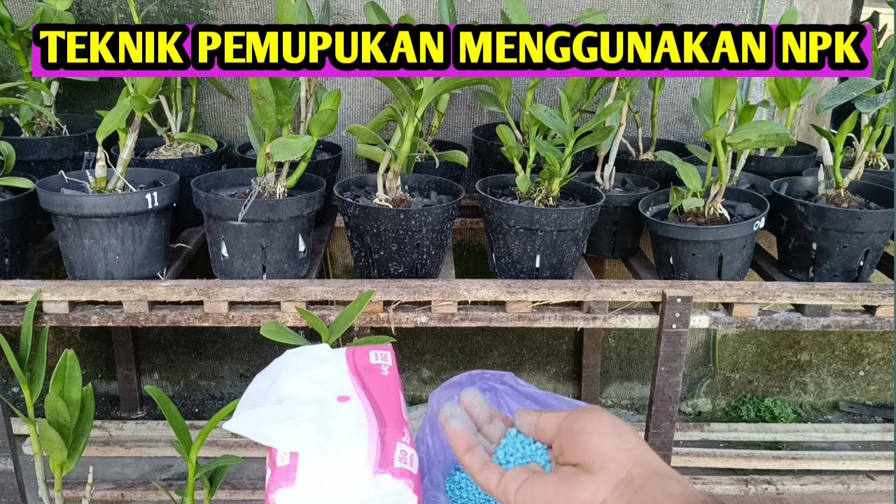 TEKNIK PEMUPUKAN ANGGREK MENGGUNAKAN PUPUK NPK, Supaya Anggrek Subur ...