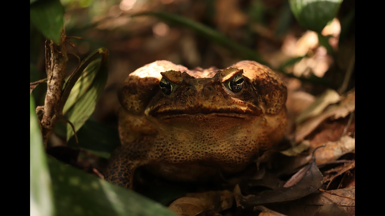 Field Notes: Toad Tracking - YouTube