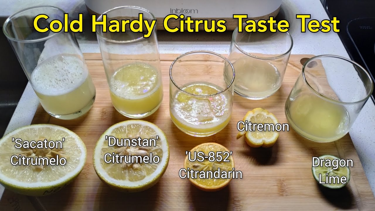 Cold Hardy Citrus Taste Test 1 - Sacaton & Dunstan Citrumelo, US-852 ...