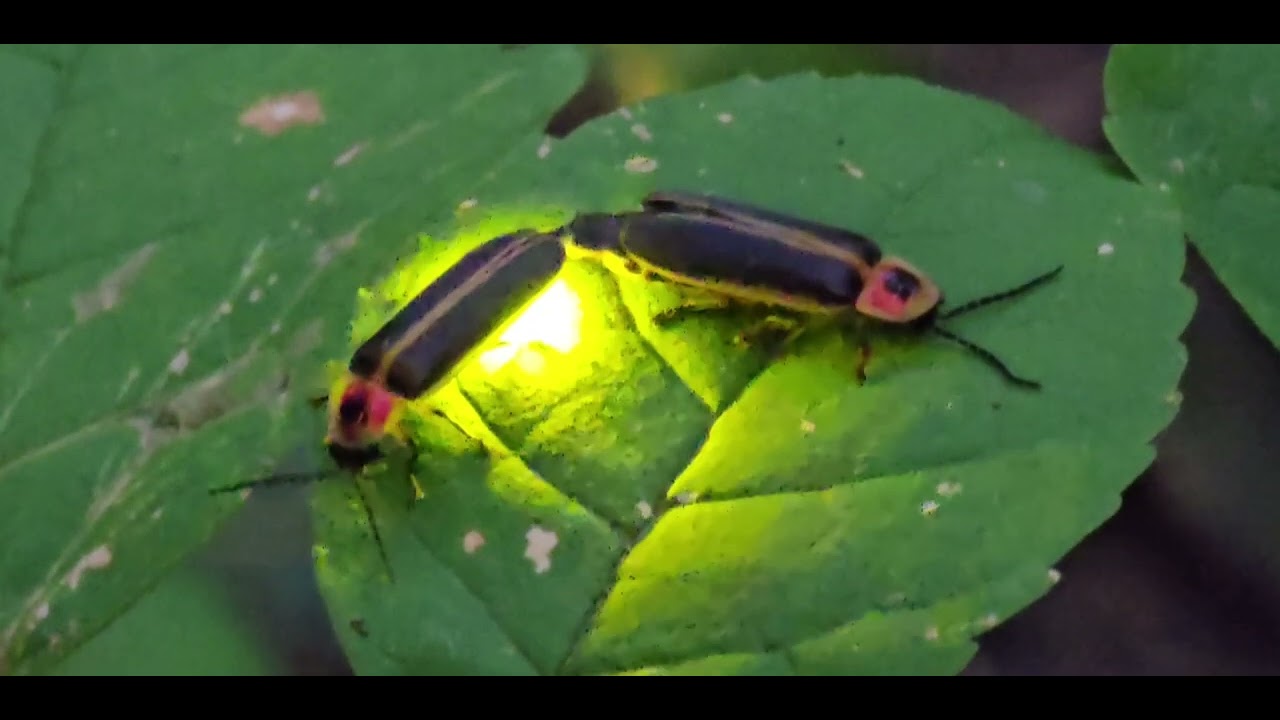 Firefly/Lightening Bugs Light Up. #insects #wildlife #nature #bug - YouTube