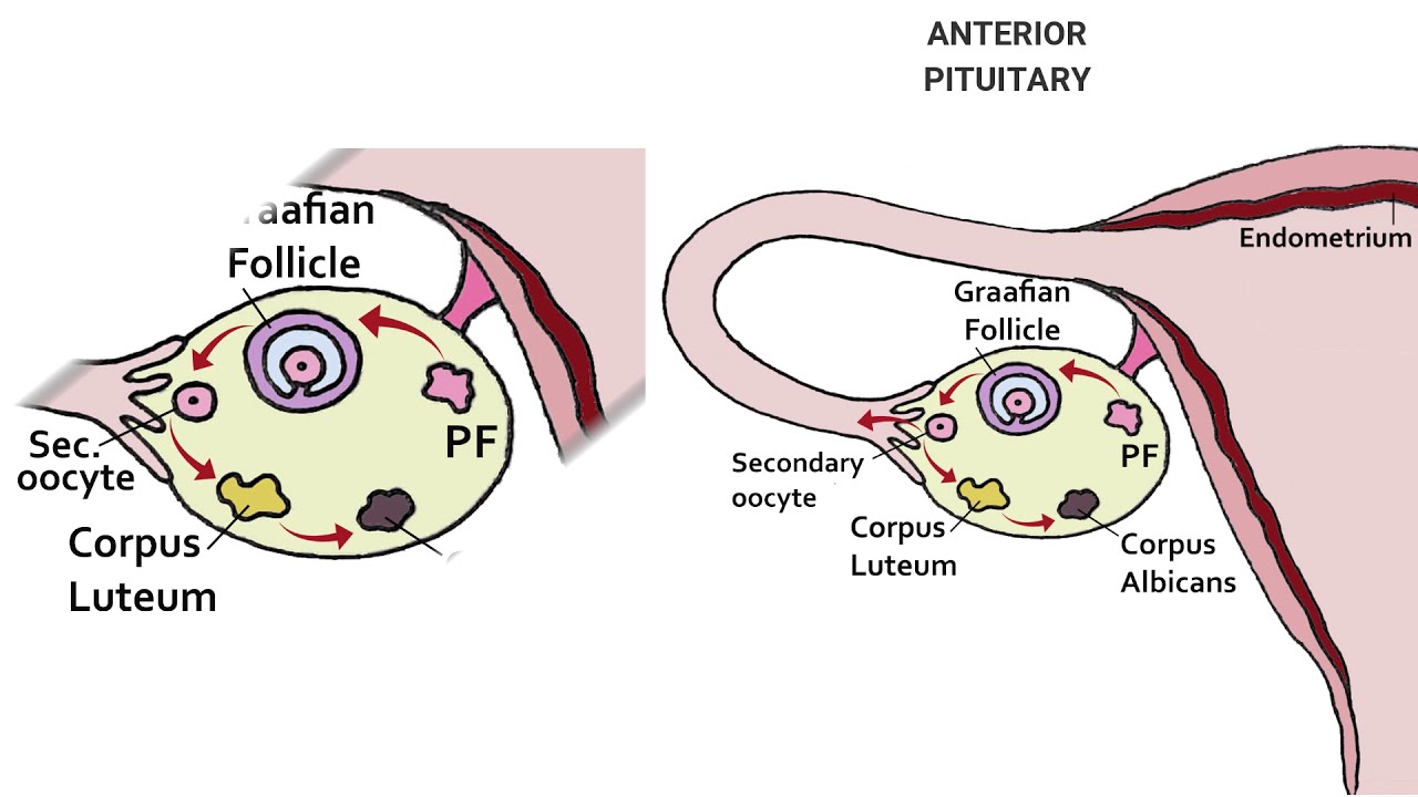 Menstrual Cycle | Estrous Cycle | Human Reproduction | Class 12 | NEET ...