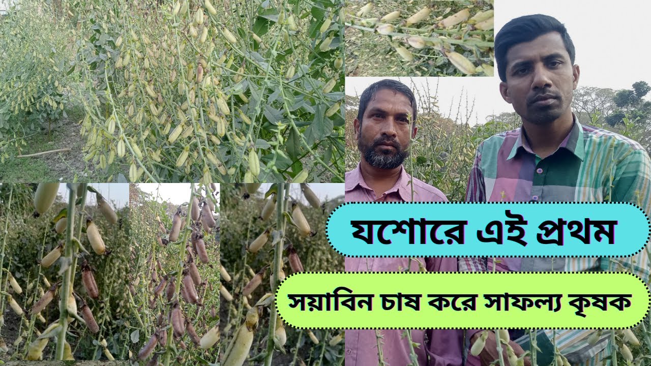 যশোরে এই প্রথম সয়াবিন চাষ করে সাফল্য কৃষক.soabin khet#OurAround - YouTube