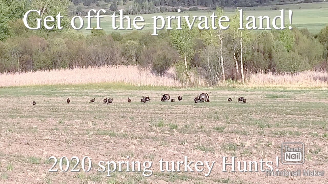 2020 Eastern Washington Spring turkey hunt! (Lots of deer seen) - YouTube