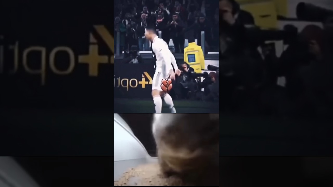 chippy chippy chappa chappa #cat#cats#music - YouTube