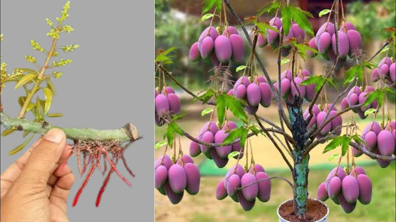 Great Techniques For Cutting Mango Tree | Best Natural Rooting Hormone ...