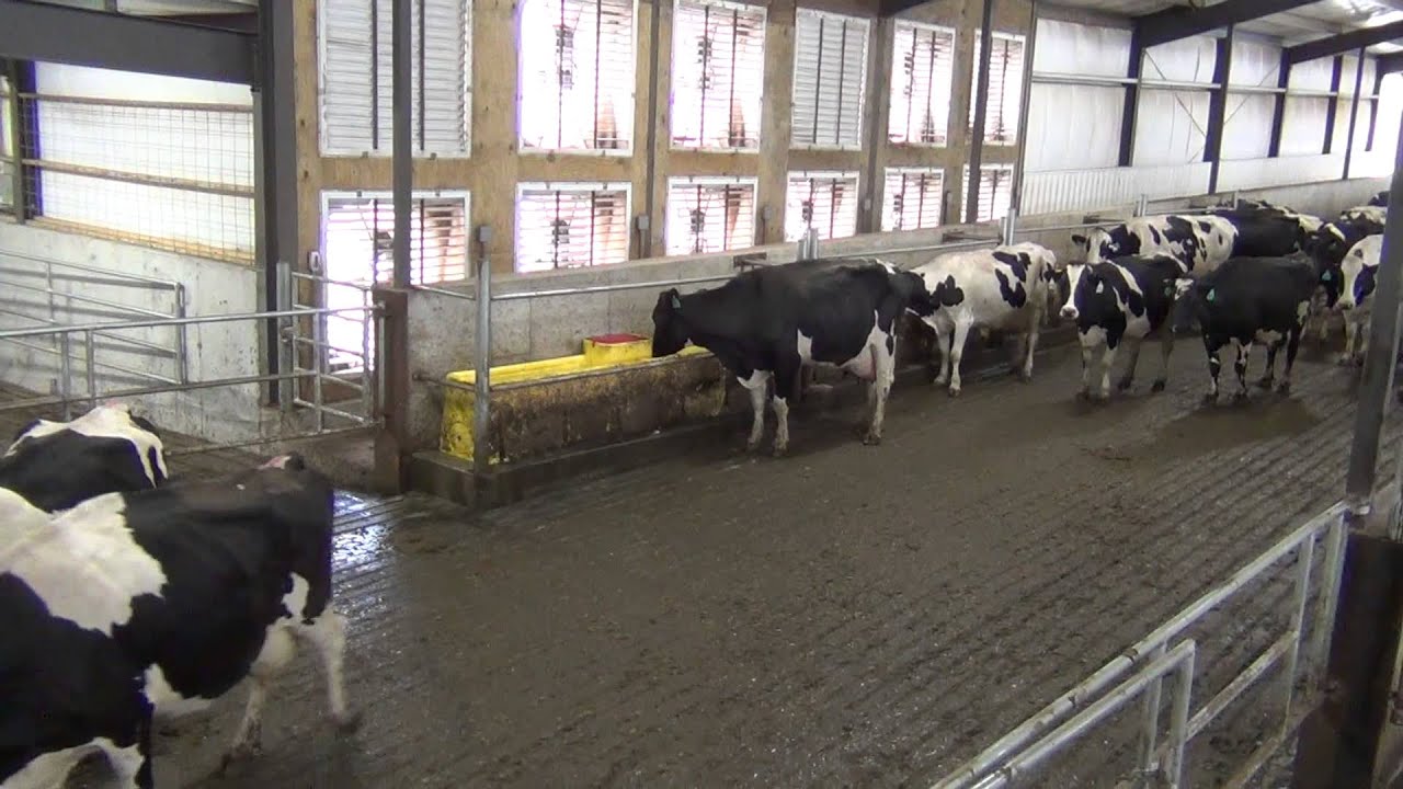 New Chester Dairy - Cows Entering Parlor - YouTube