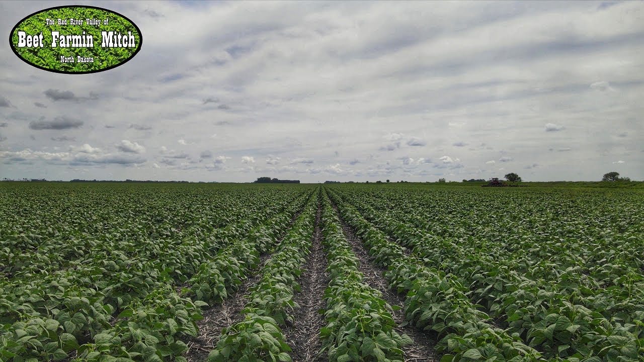 Row Cultivating: A Unique Pinto Bean Crop - YouTube