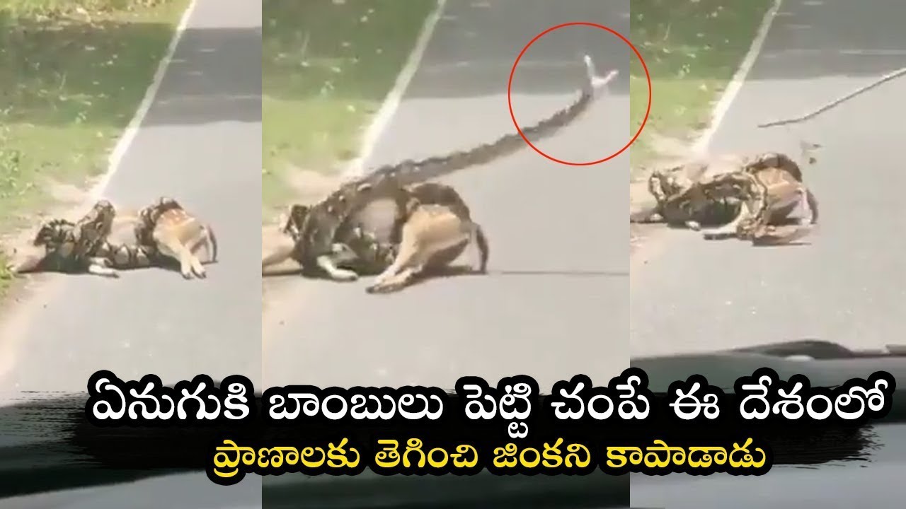 Kondachiluva Hulchul కొండచిలువ బారిన పడిన జింక | Kondachiluva attacked ...