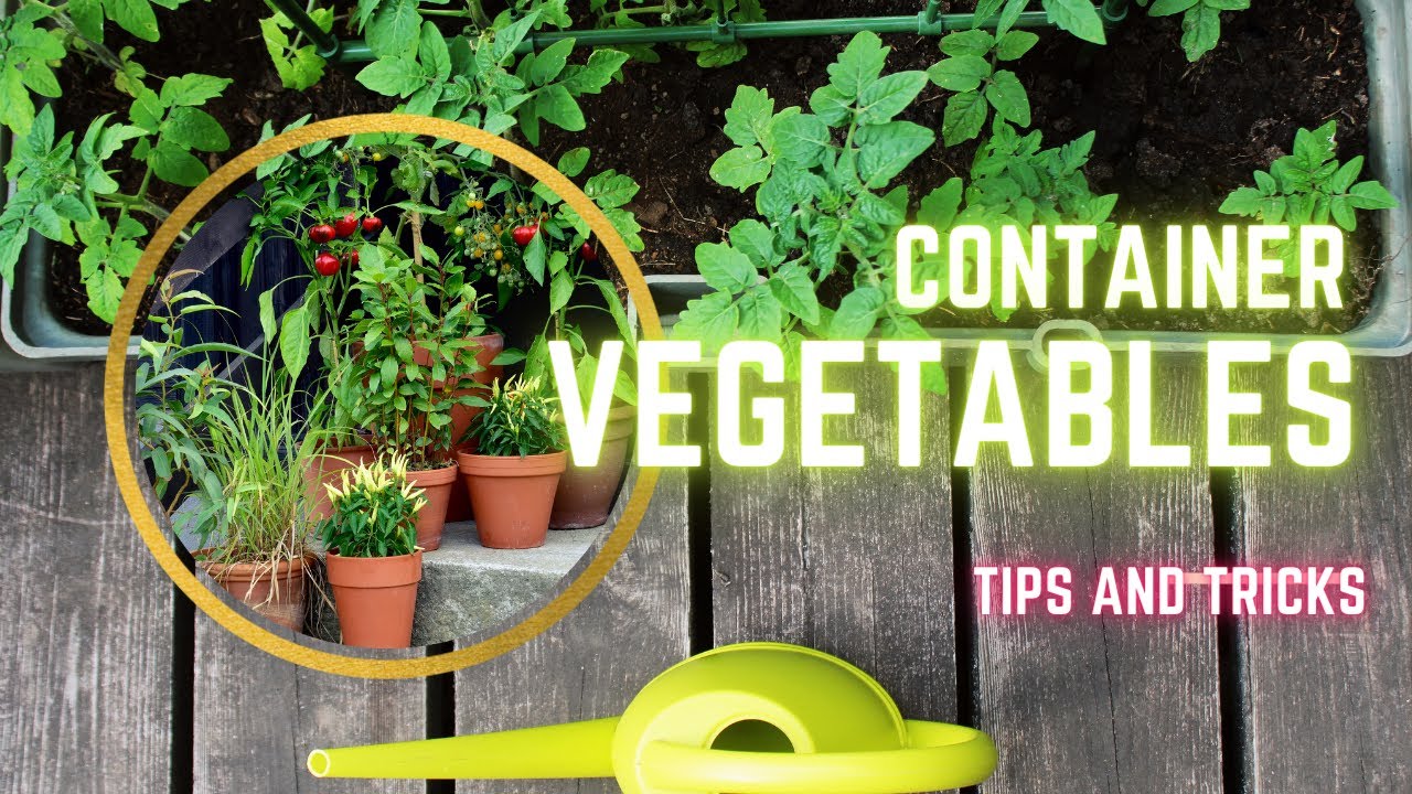 Container Vegetable Gardening for Beginners: Tips and Tricks - YouTube
