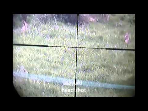 fx gladiator rabbit shooting - YouTube