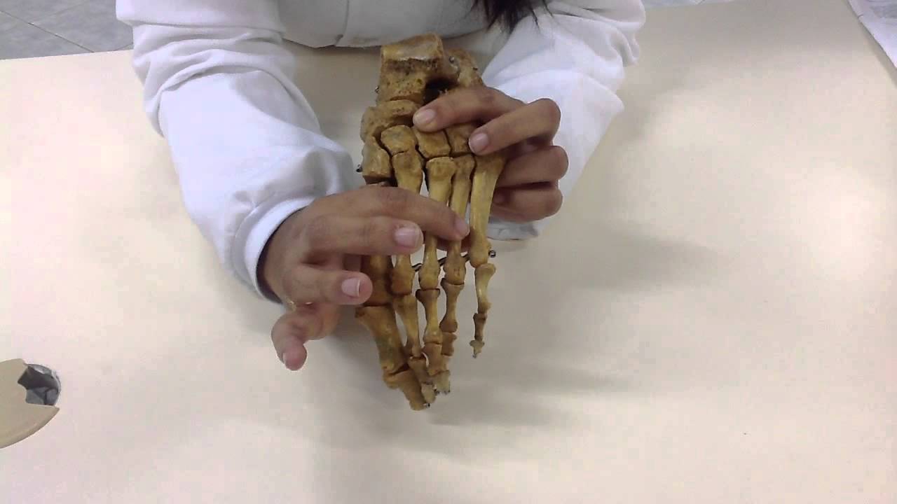 osso dos pés metatarso membro inferior - YouTube