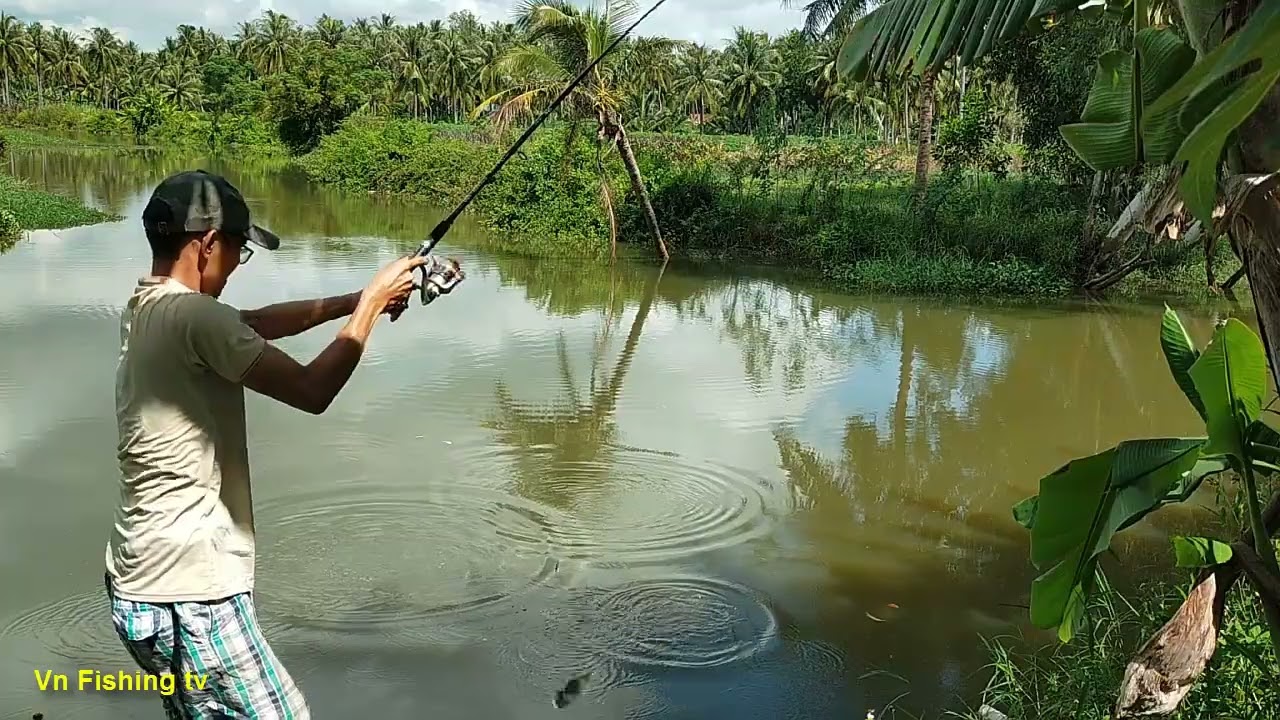 Câu cá cháo sông bằng mồi khá nhạy, kinh nghiệm câu cá cháo tự nhiên ...