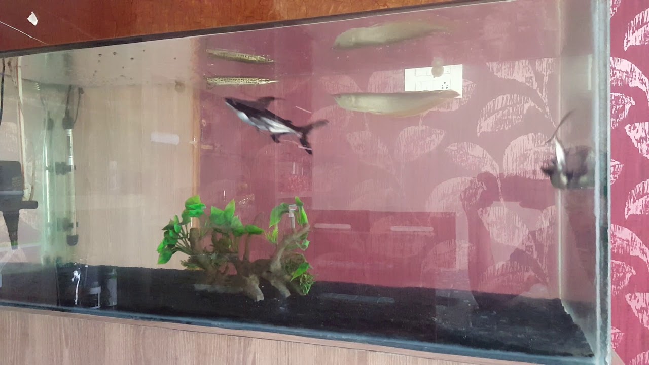 High fin pangasius shark with spotted gar and silver arowana - YouTube